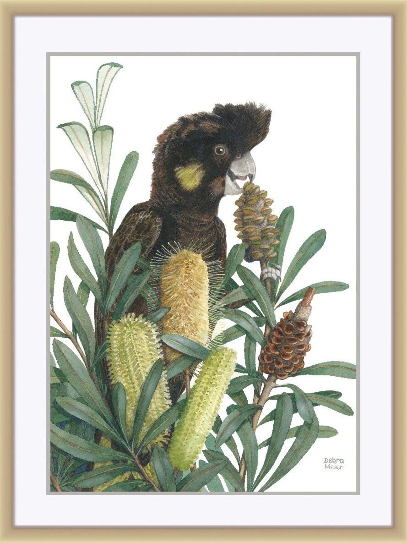 Cockatoo Black Yellow Tailed Single by Debra Meier Art, Australian ...