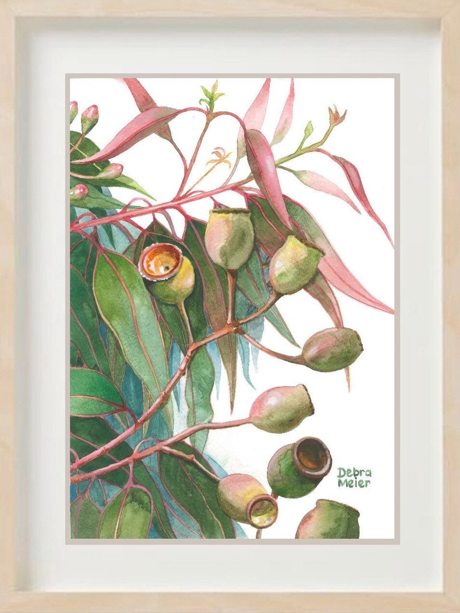 Gumnuts Print by Debra Meier Art, Australian Native Art Print ...