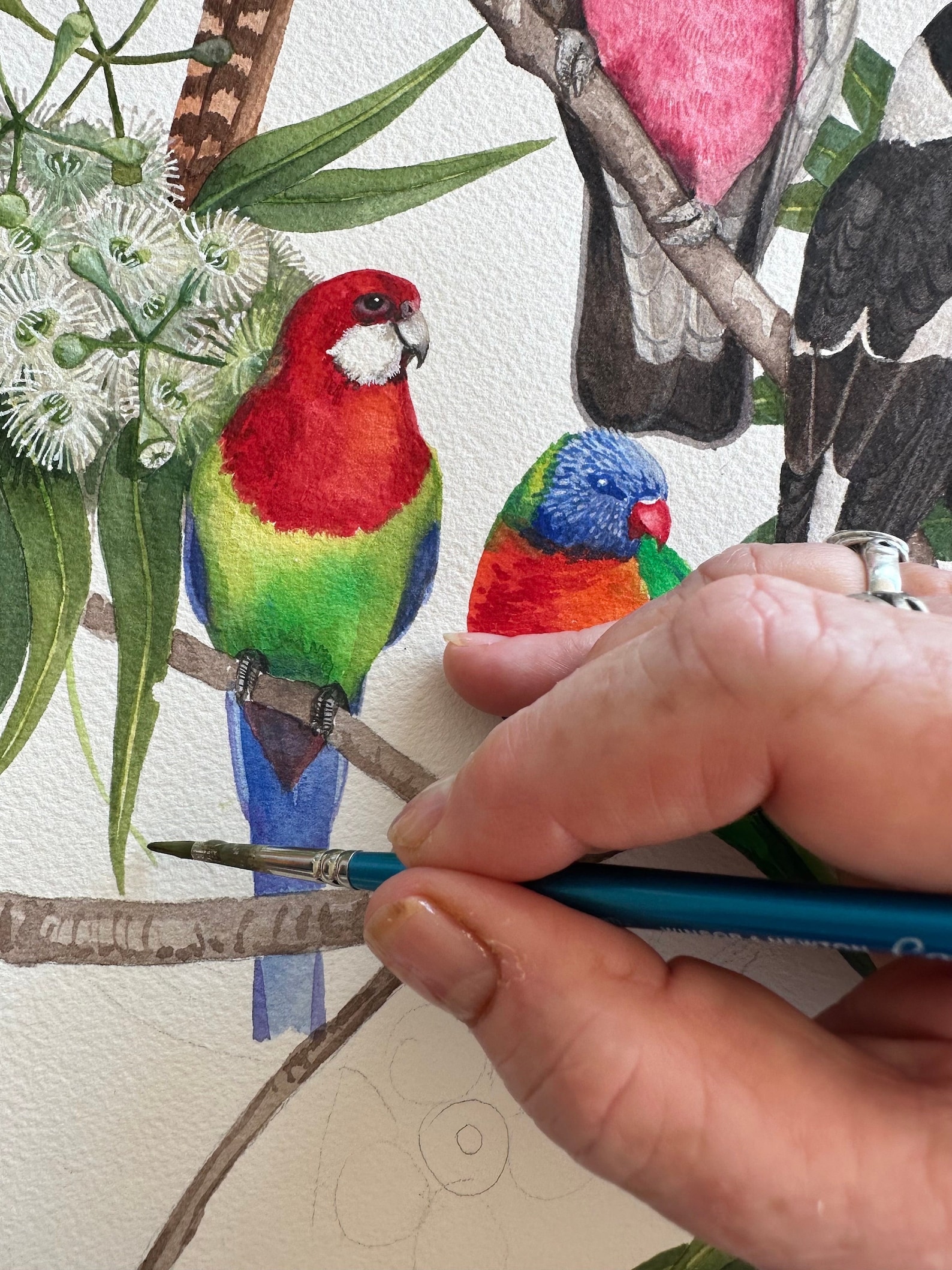 Bird Native Varieties Print by Debra Meier Art, Kookaburra, Galah ...