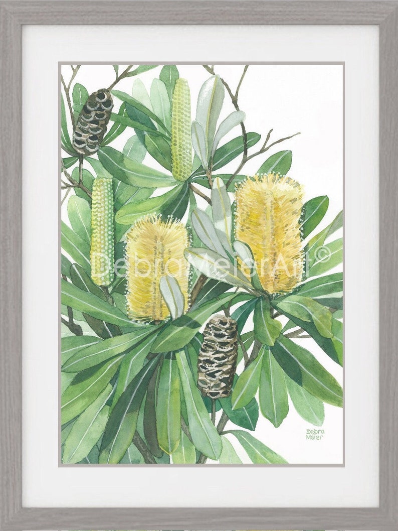 Banksia Coastal Print by Debra Meier Art, Australian Native Flower Art ...
