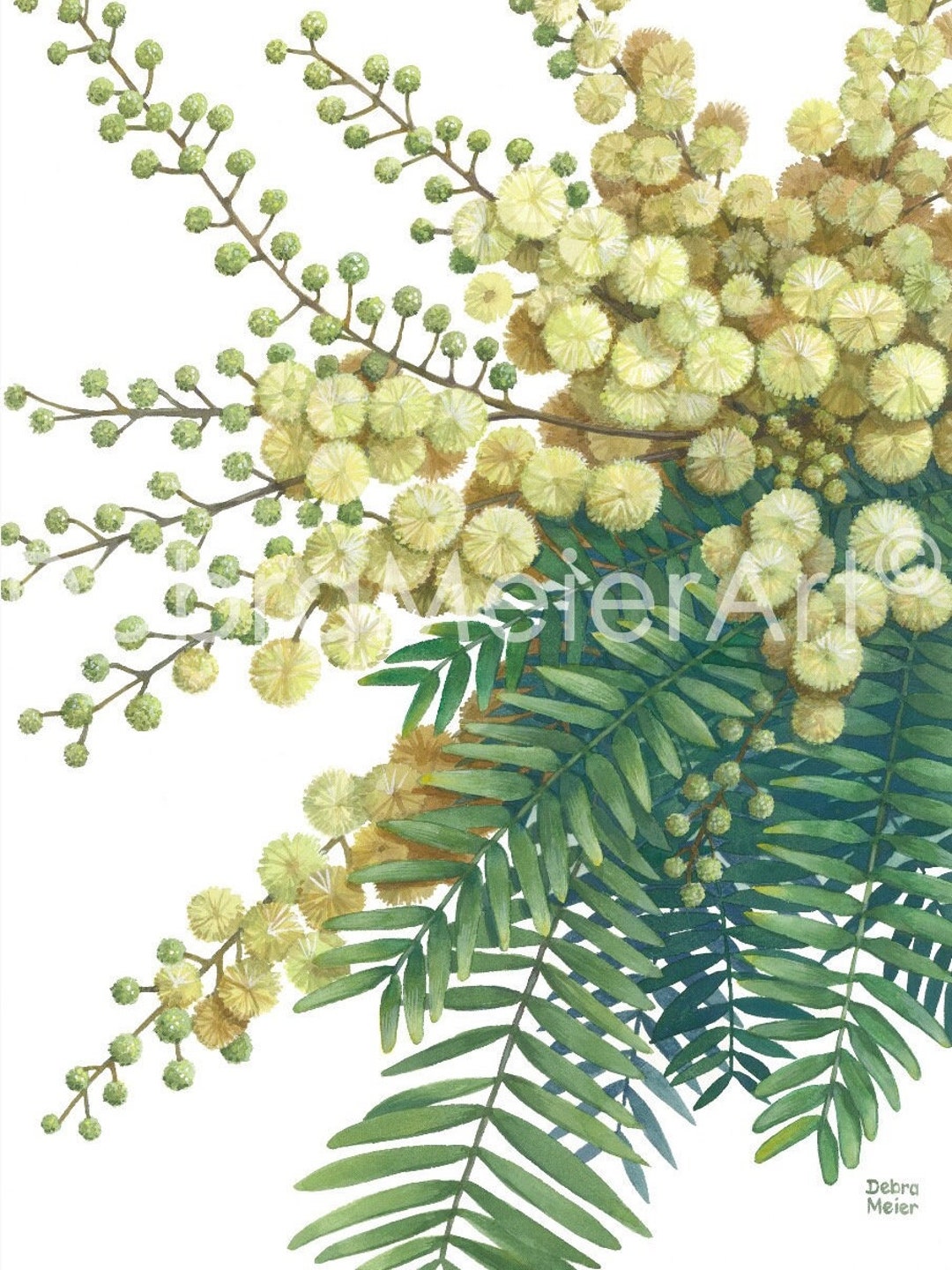 Wattle Cedar by Debra Meier Art, Wattle Wall Art, Australian Native ...