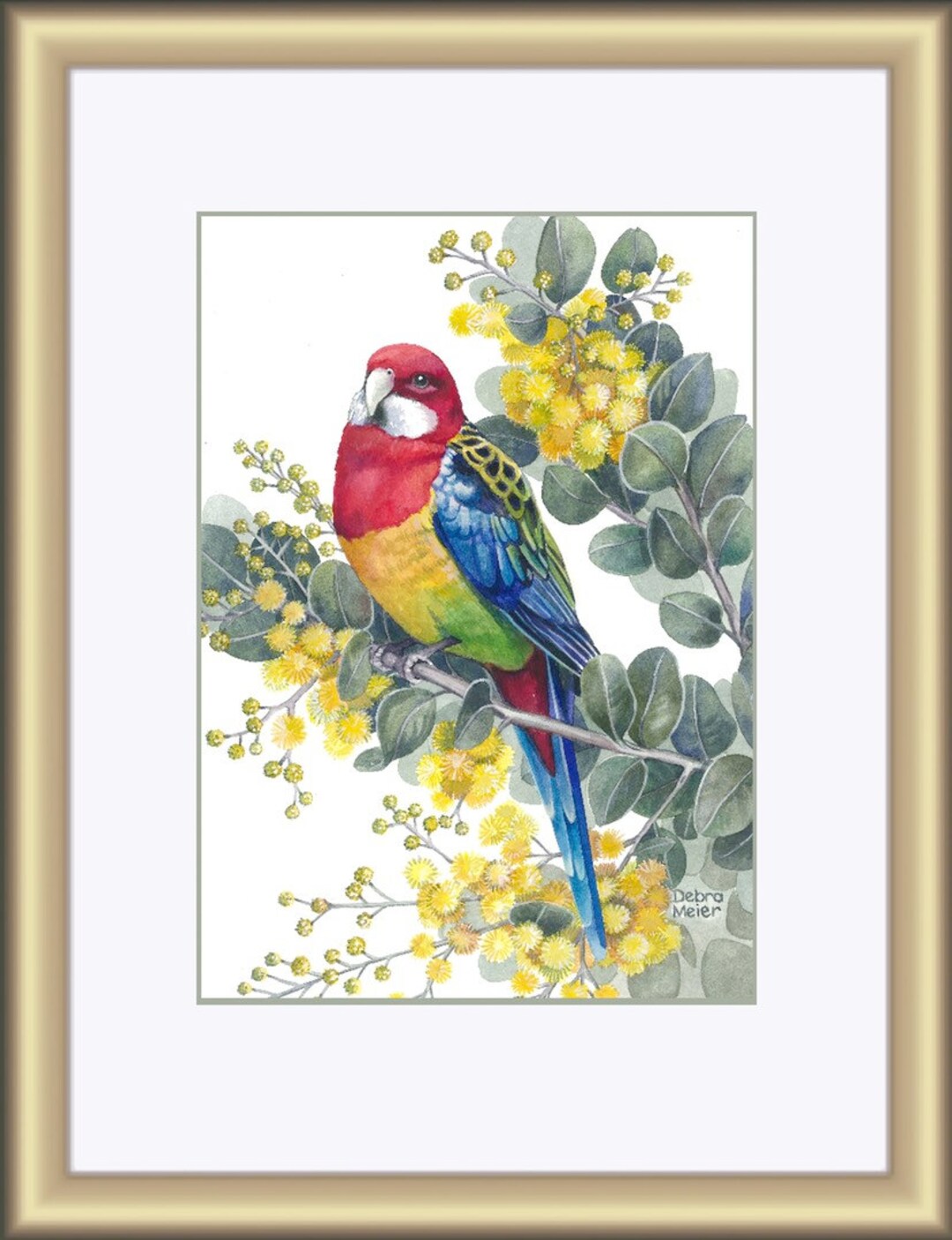 Eastern Rosella on Wattle Australian Native Bird Print - Etsy