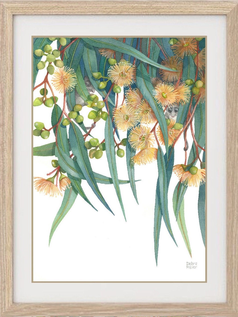Gumblossoms Peachy Print, Australian Native Print, Gumblossom Print ...