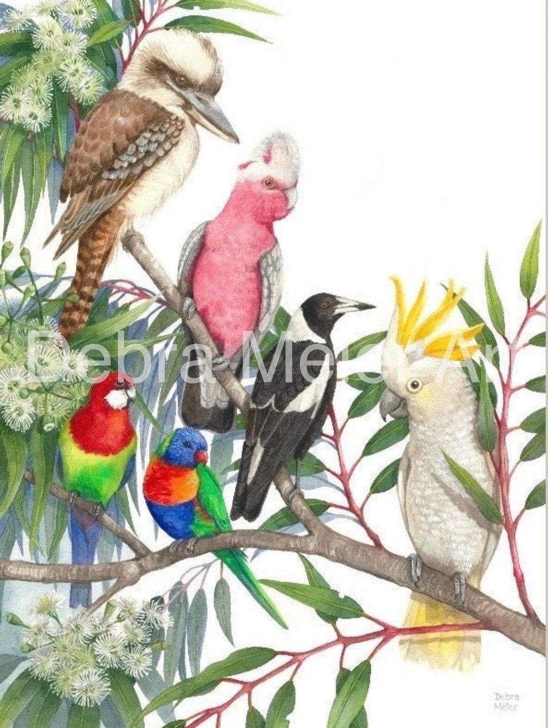 Bird Native Varieties Print by Debra Meier Art, Kookaburra, Galah ...