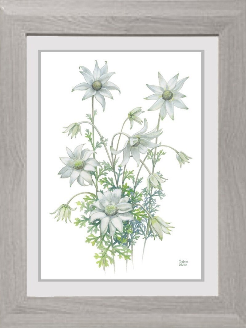 Flannel Flowers Print by Debra Meier Art, Native Art Print, Flower ...