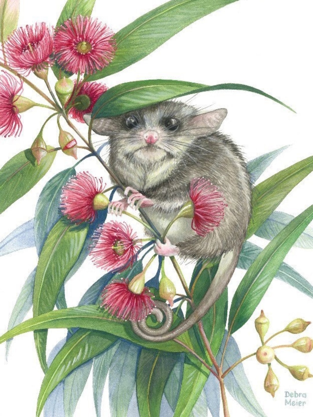Possum Pigmy Western With Gumblossoms Print by Debra Meier Art ...
