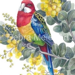 Rosella Eastern on Wattle Print by Debra Meier Art, Australian Native ...