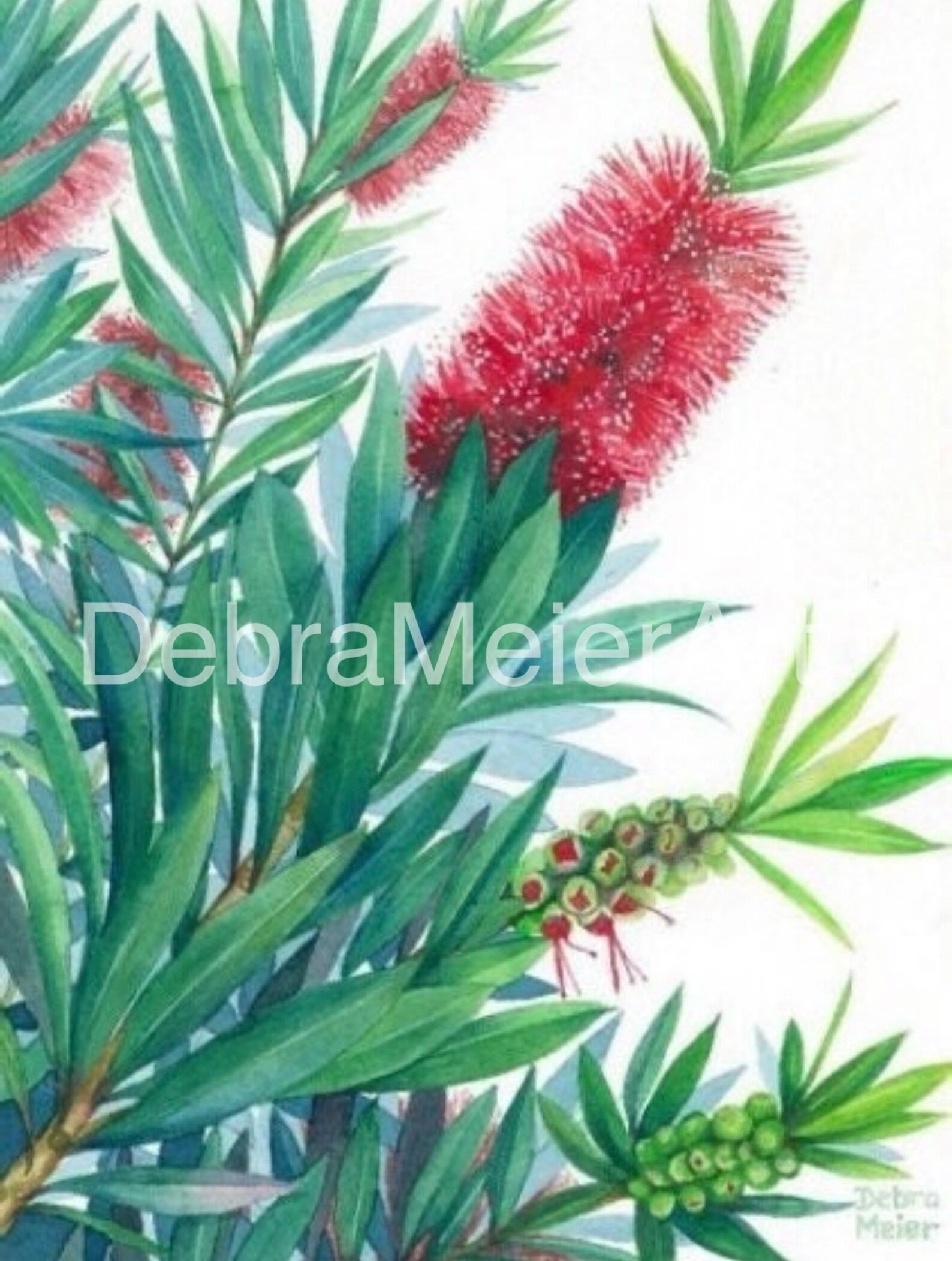 Bottlebrush Red Print by Debra Meier Art, Australian Native Art Print ...