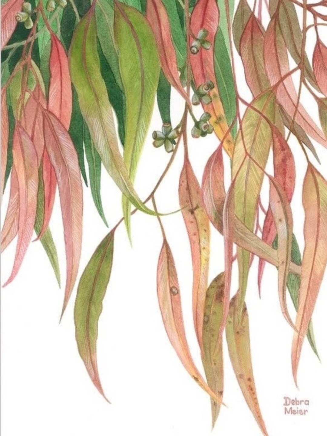 Gumleaves Print by Debra Meier Art, Australian Native Art Print ...