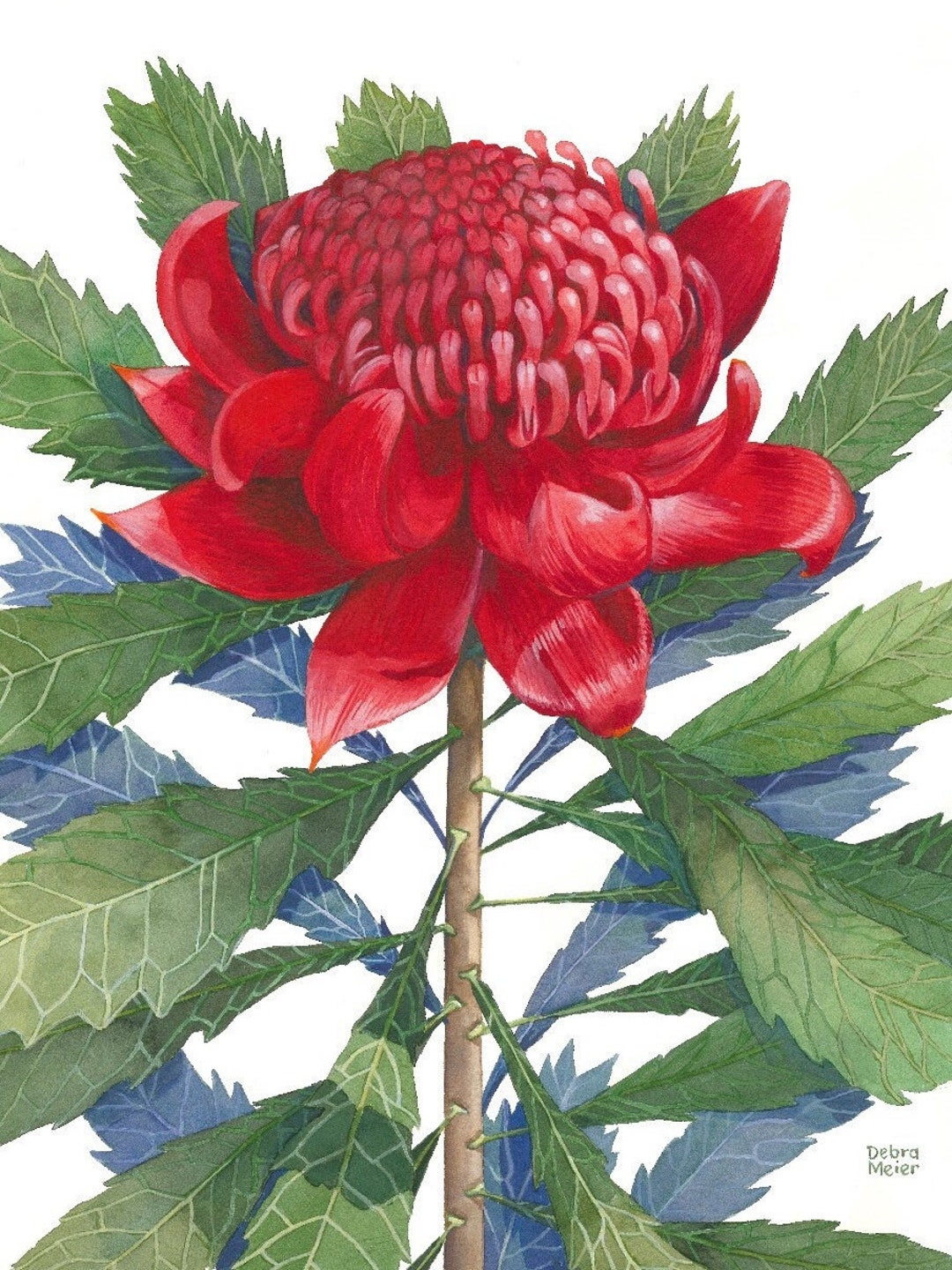 Waratah Red Single Print by Debra Meier Art, Australian Native Art ...