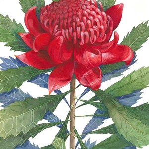 Waratah Red Single Print by Debra Meier Art, Australian Native Art ...