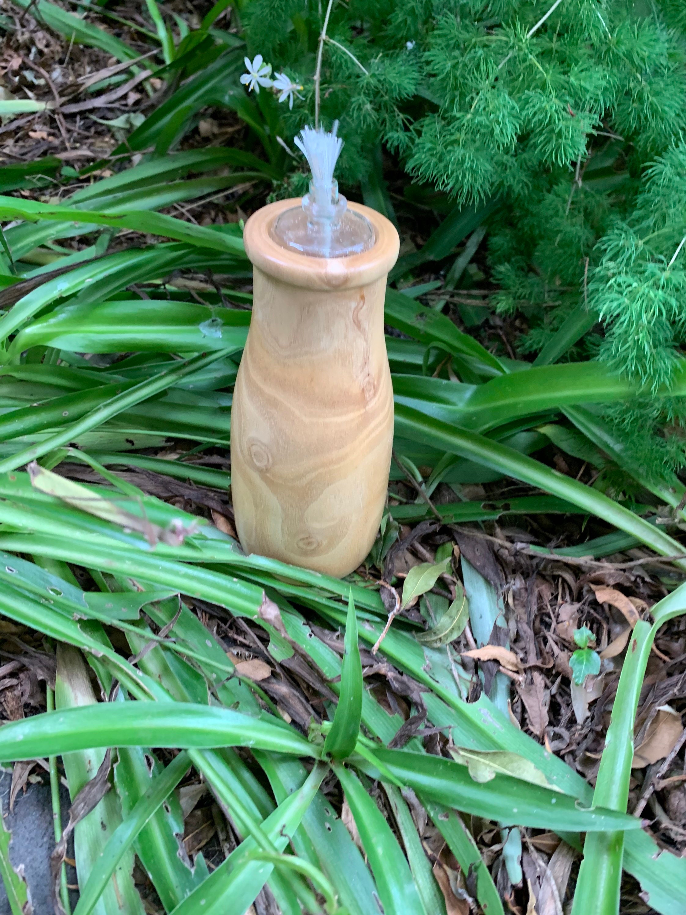 Oil Lamp Holder, Queensland Mountain Tree - Etsy