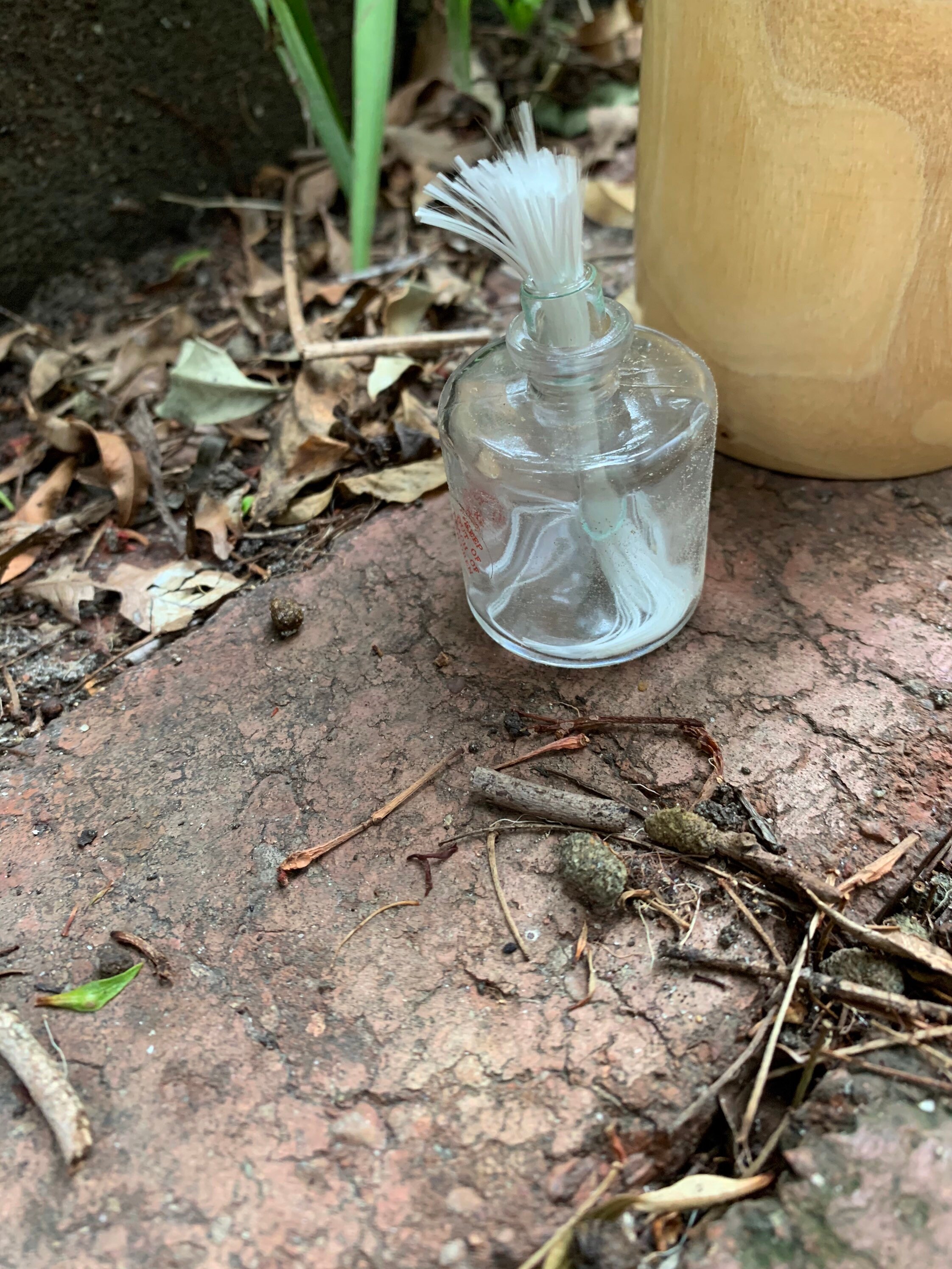 Oil Lamp Holder, Queensland Mountain Tree - Etsy