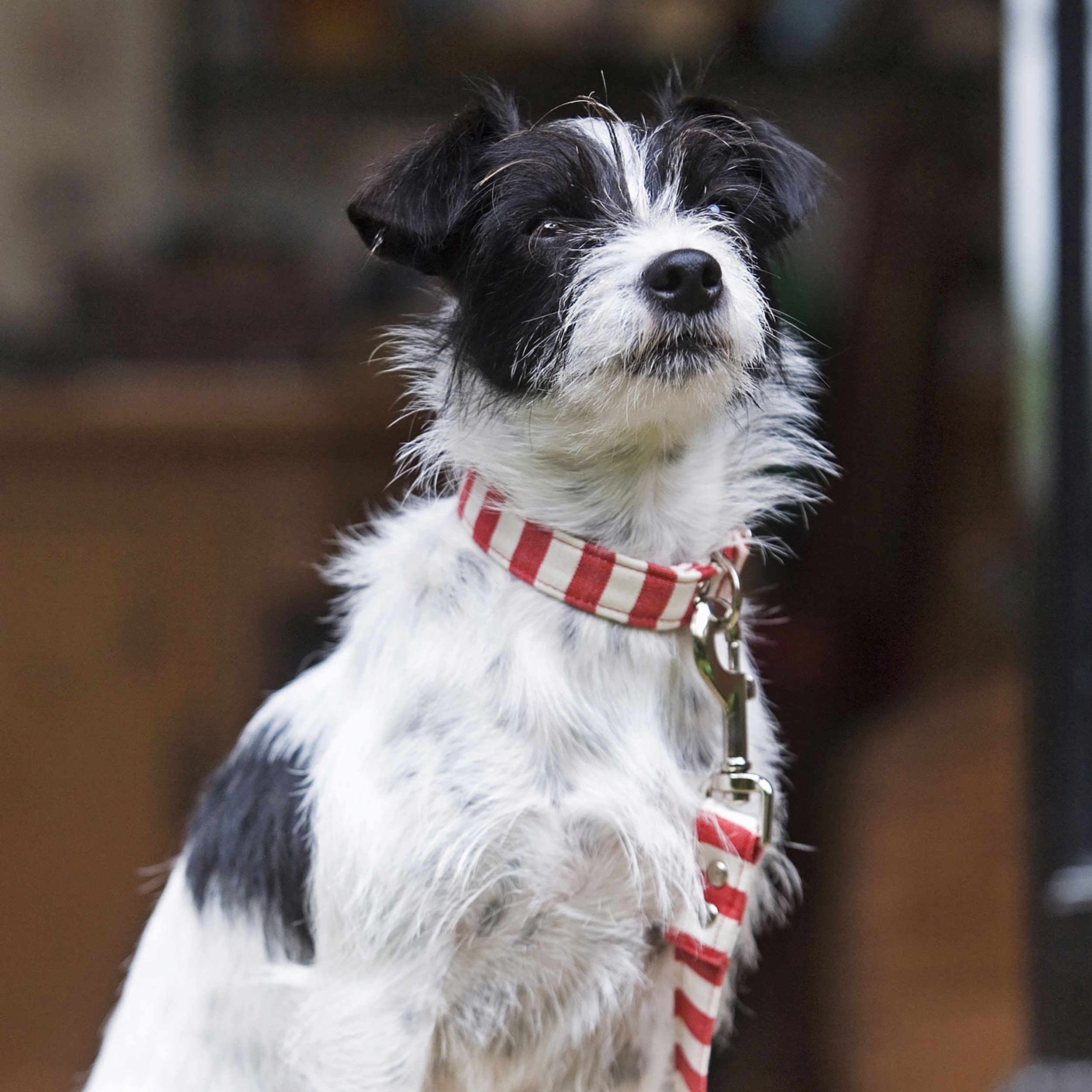 Vegan Fabric Dog Collar Red & White stripe | Etsy