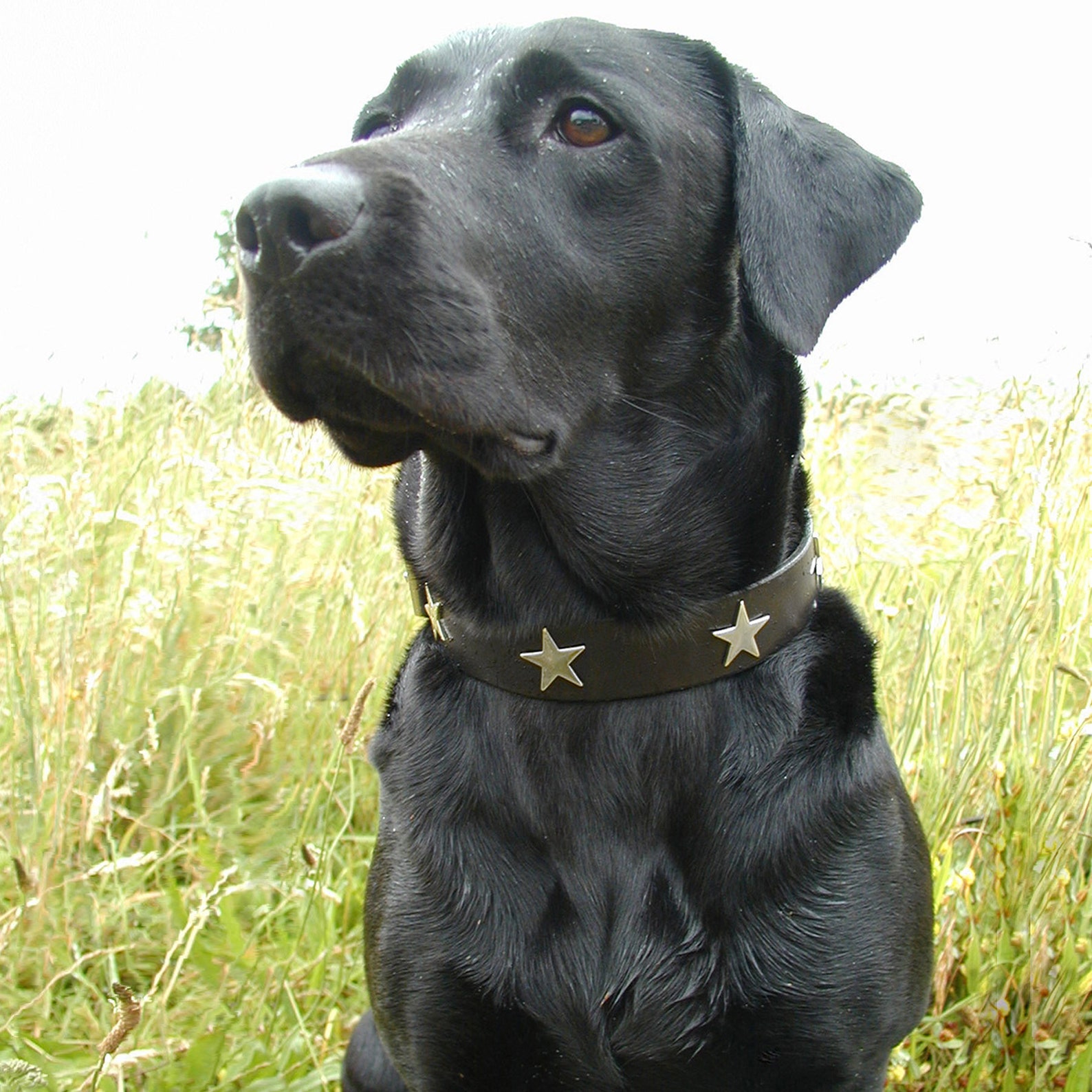 Black Leather Dog Collar with Silver STAR studs | Etsy