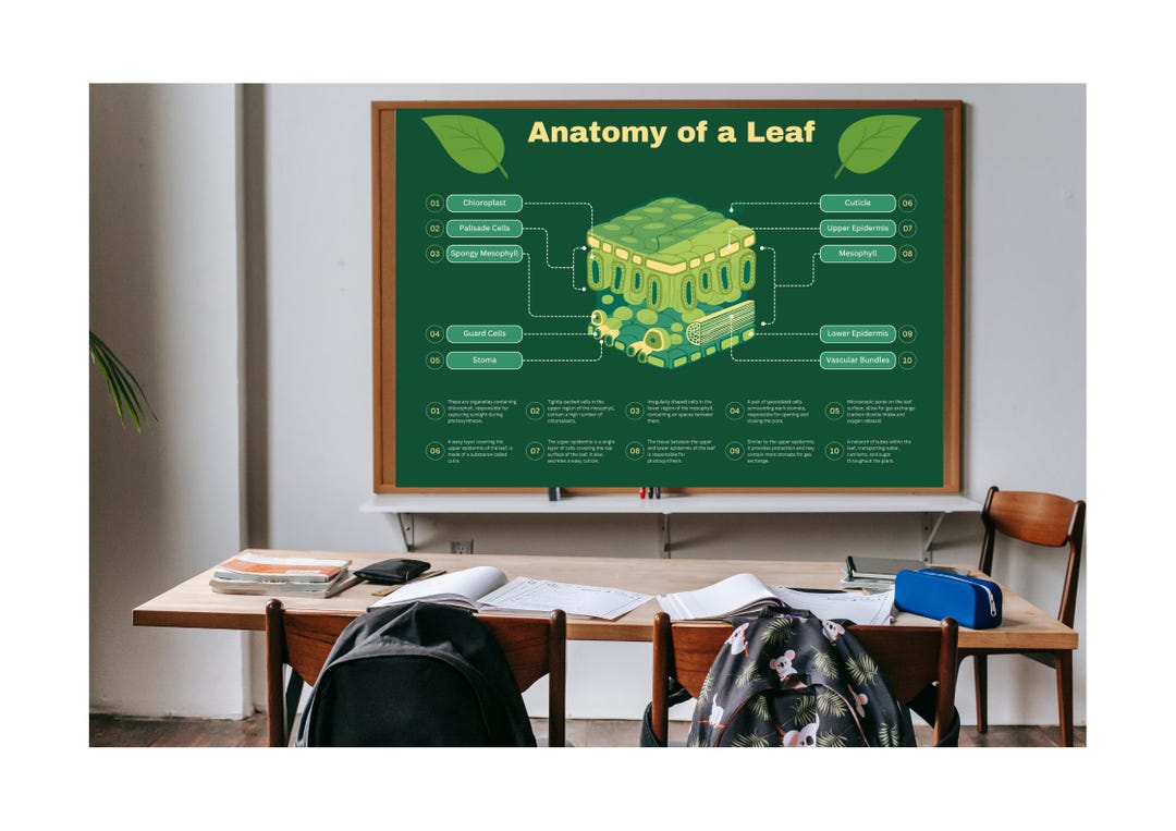 Kids/teachers Anatomy of Leaf Poster | Digital | Printable | Instant ...