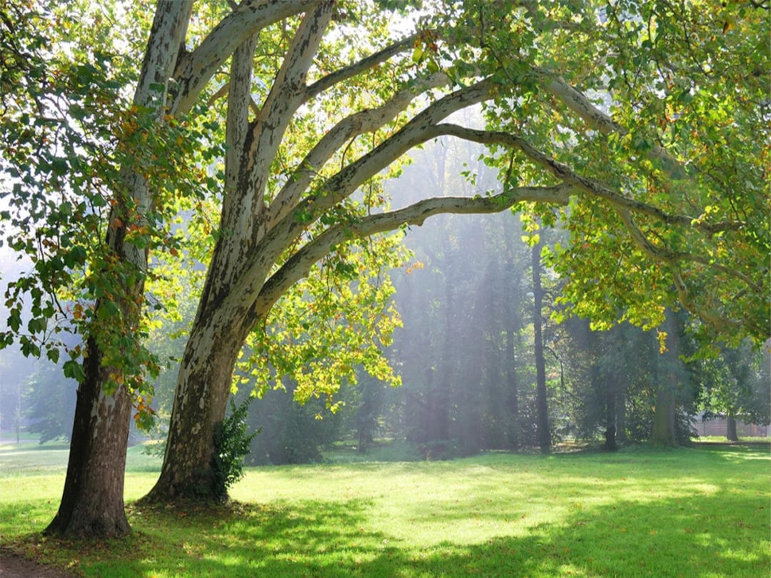 Forest Landscape Wallpaper Mural: Big Tree Wall Art - Etsy