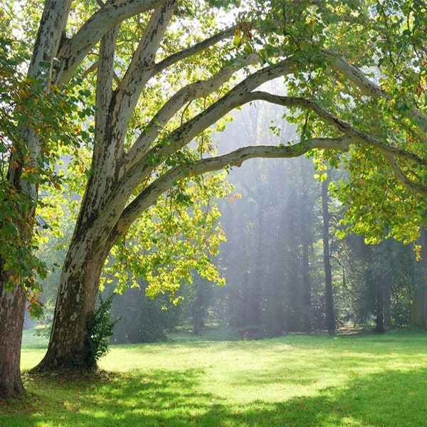 Tree Wall Mural - Etsy