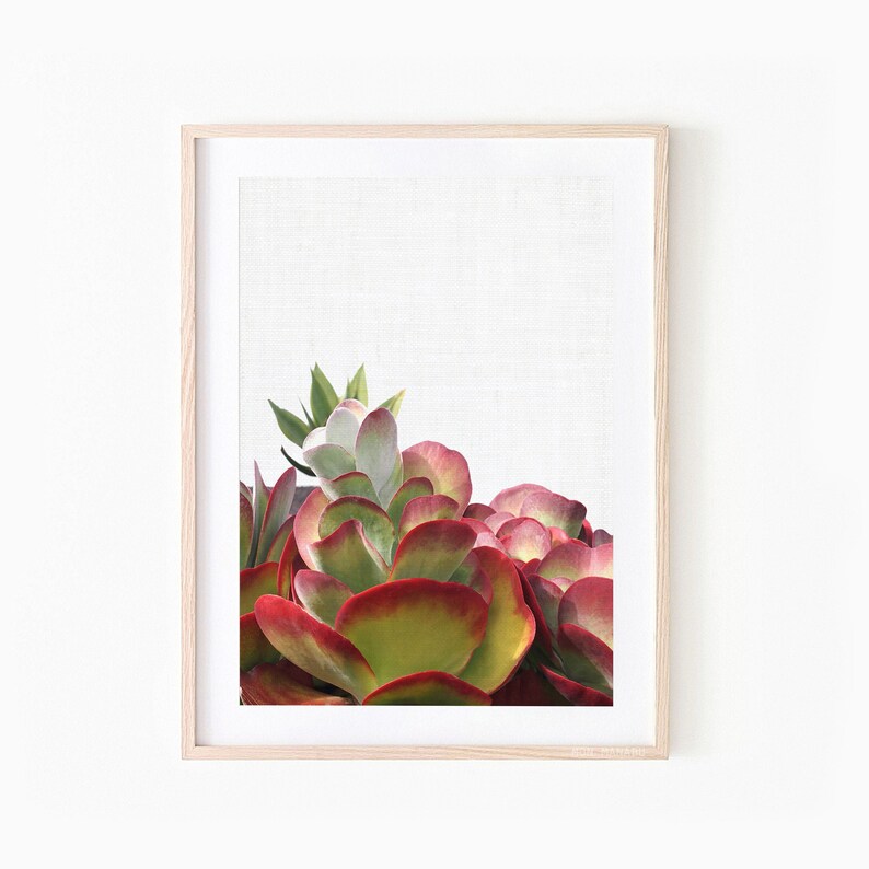 Succulent Print Cactus Wall Art Boho Chic Decor Nature Art - Etsy
