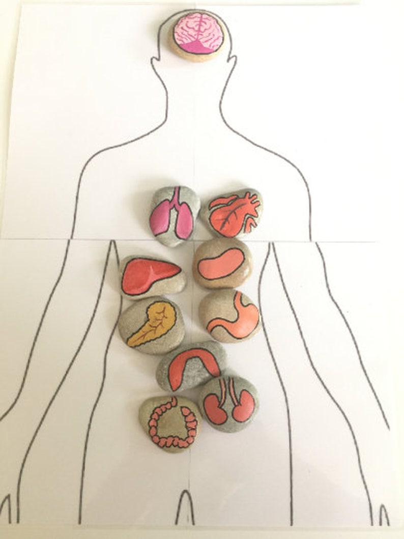 Organ Story Stones Anatomy Rocks Teach the Human Body's | Etsy