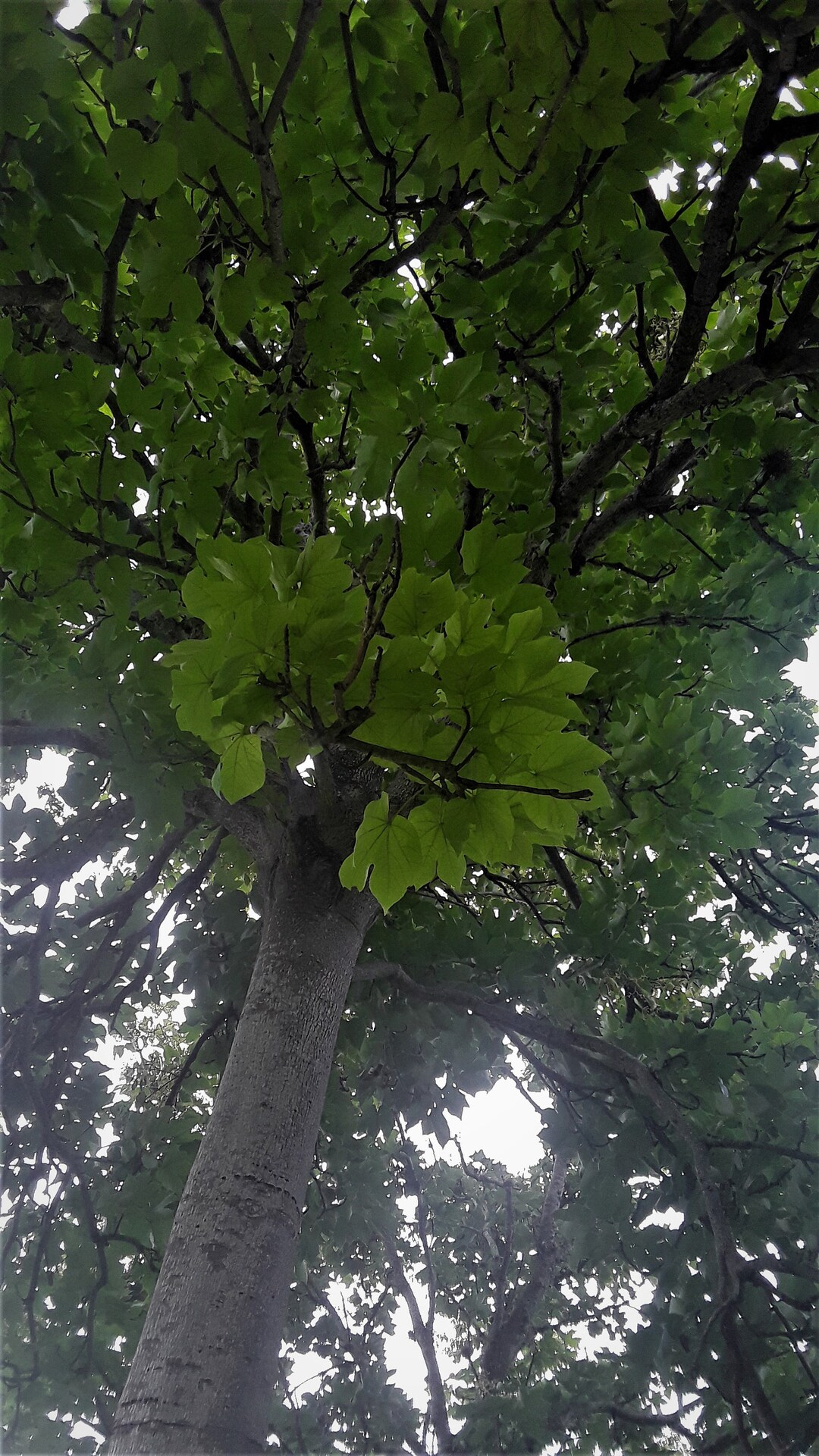 Chinese Parasol Tree Seeds firmiana Simplex - Etsy