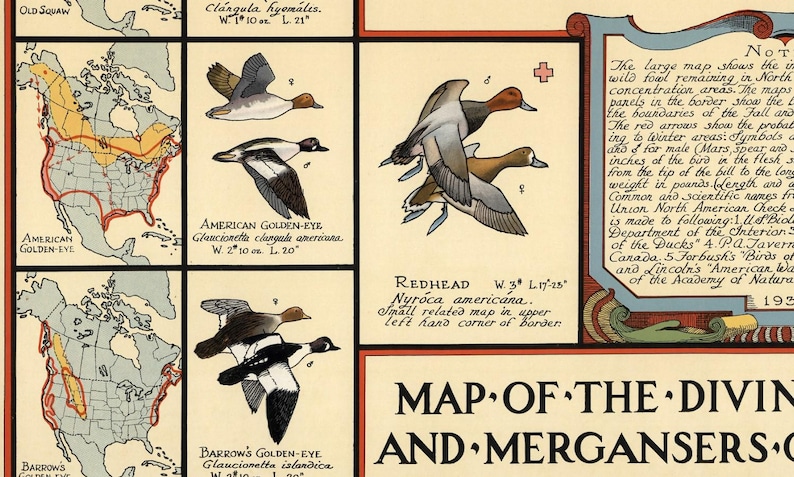 Vintage Duck Migration Map Poster – North America Bird Map – Antique ...