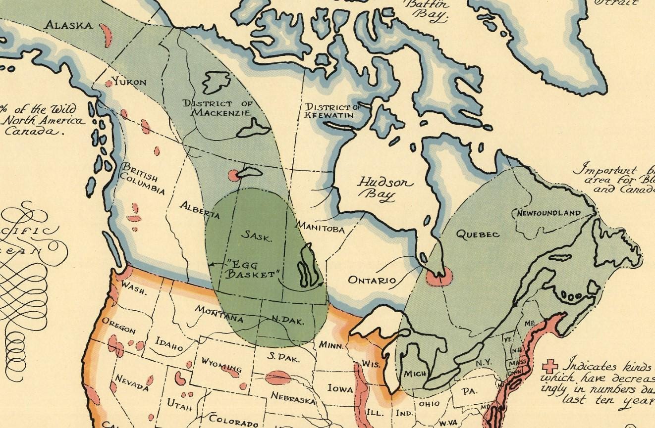 Vintage Duck Migration Map Poster – North America Bird Map – Antique ...