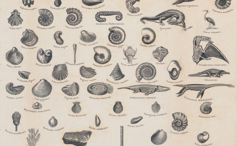 Vintage Fossil Chart Poster – Tableau Chronologique – Paleontology Wall ...
