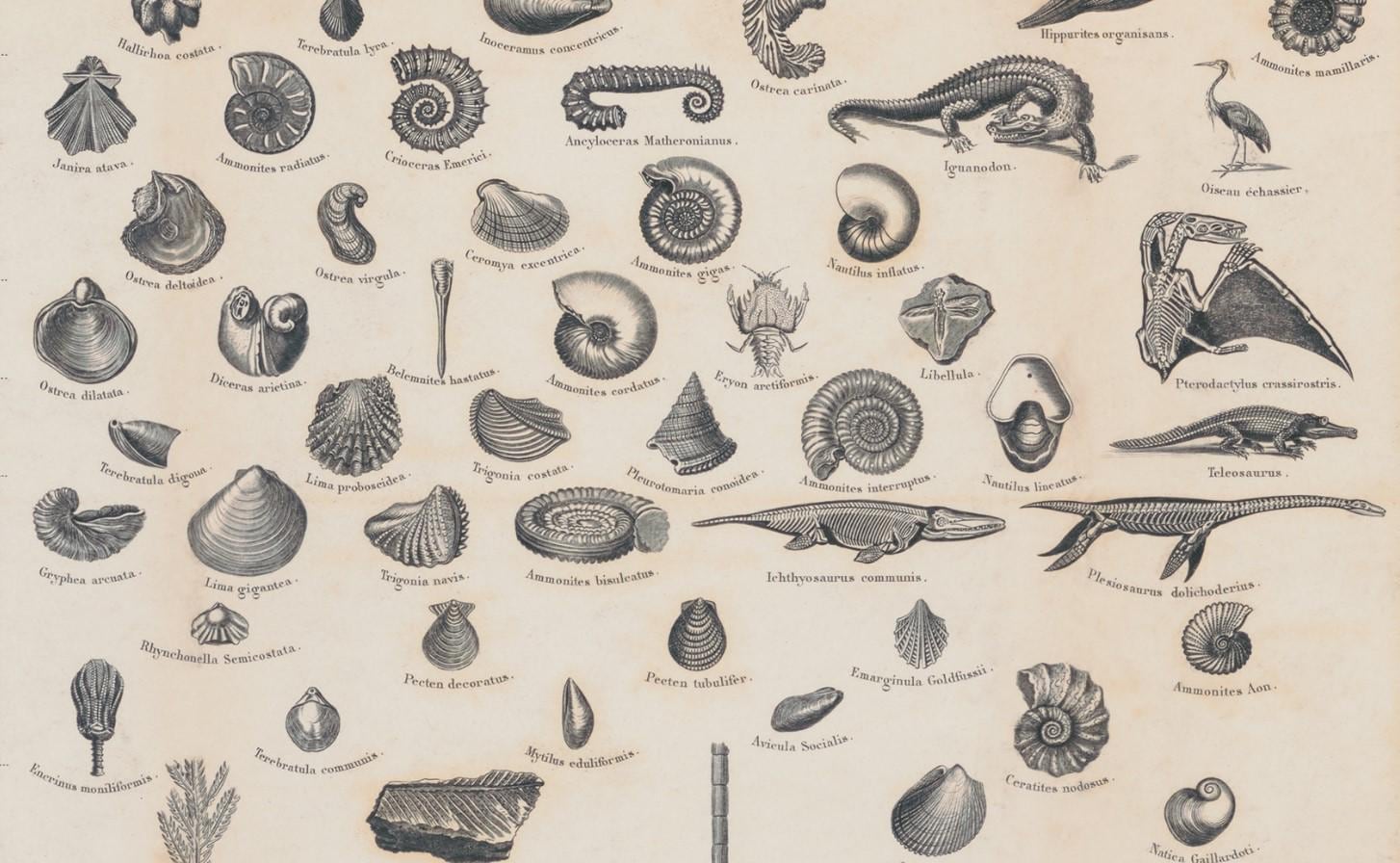 Vintage Fossil Chart Poster – Tableau Chronologique – Paleontology Wall ...
