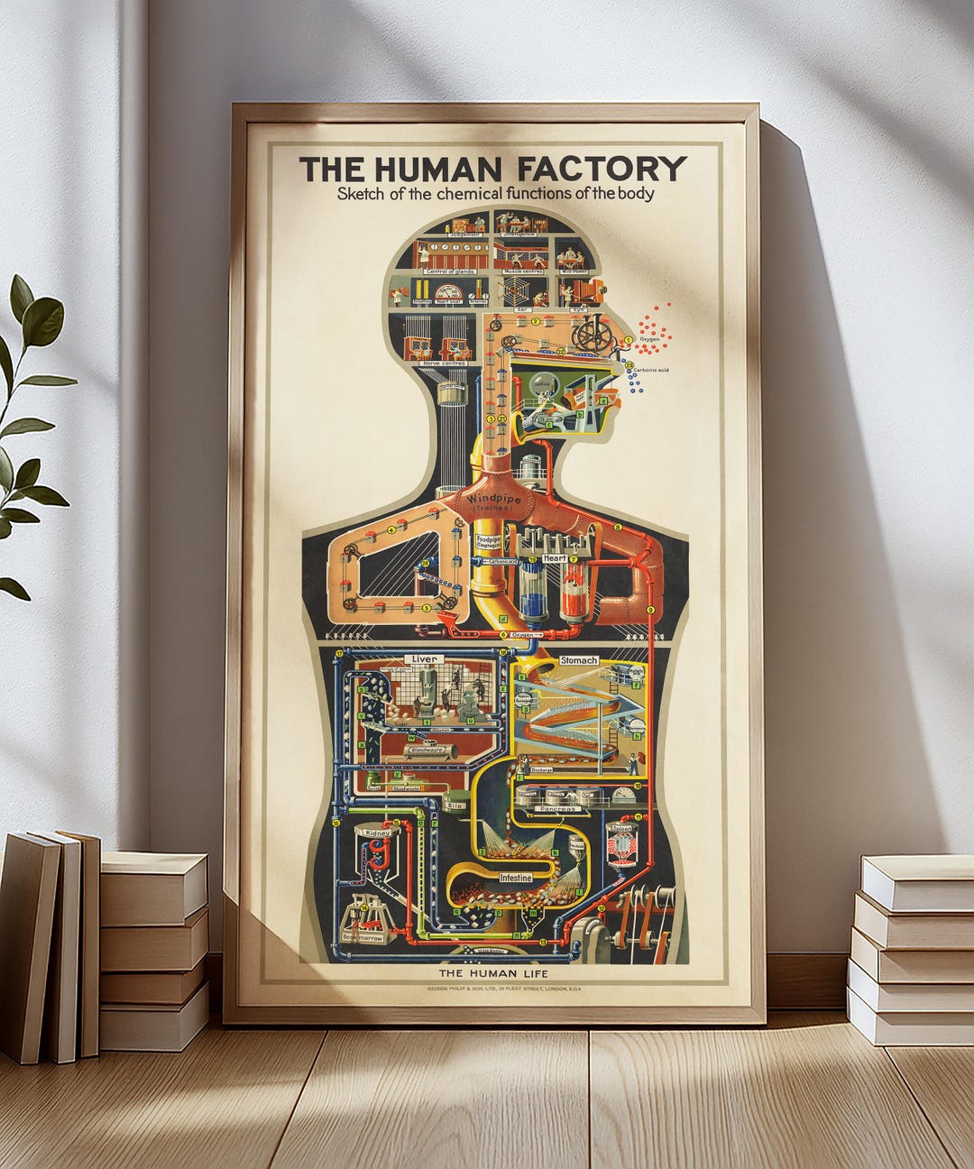 Vintage Anatomy Science Poster– the Human Factory Poster – Chemical ...