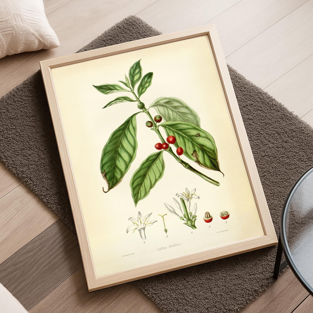 Coffea Arabica Botanical Print – Vintage Coffee Plant Illustration ...