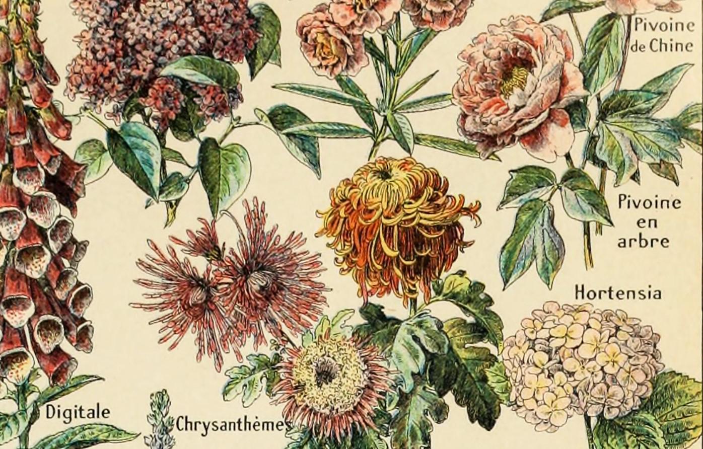 Vintage Flowers Botanical Chart Poster - Kitchen Wall Art - Adolphe ...