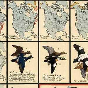 Vintage Duck Migration Map Poster – North America Bird Map – Antique ...