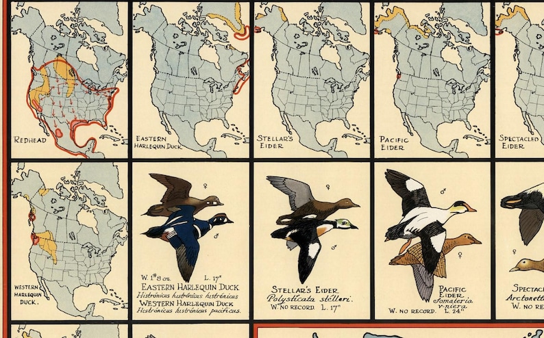 Vintage Duck Migration Map Poster – North America Bird Map – Antique ...
