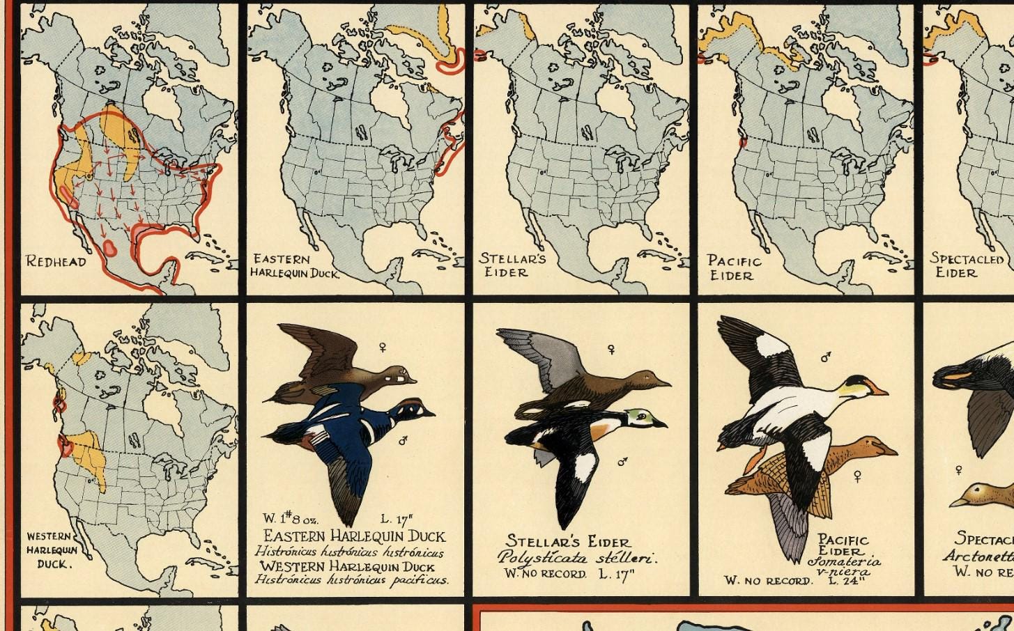 Vintage Duck Migration Map Poster – North America Bird Map – Antique ...