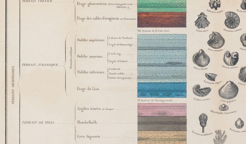 Vintage Fossil Chart Poster – Tableau Chronologique – Paleontology Wall ...