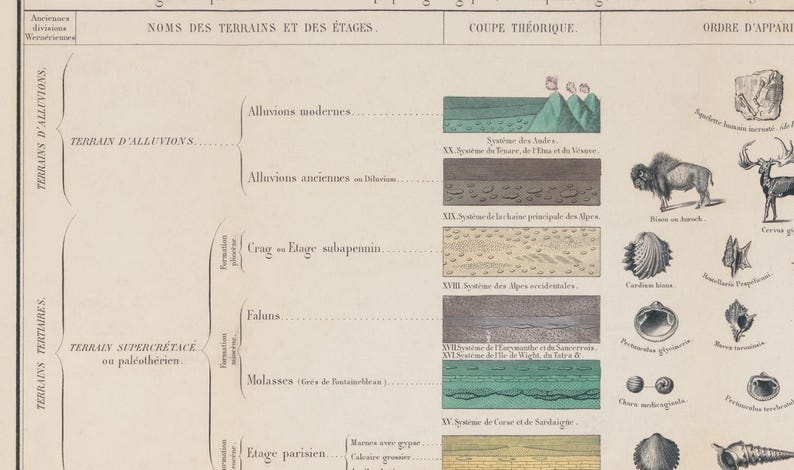 Vintage Fossil Chart Poster – Tableau Chronologique – Paleontology Wall ...