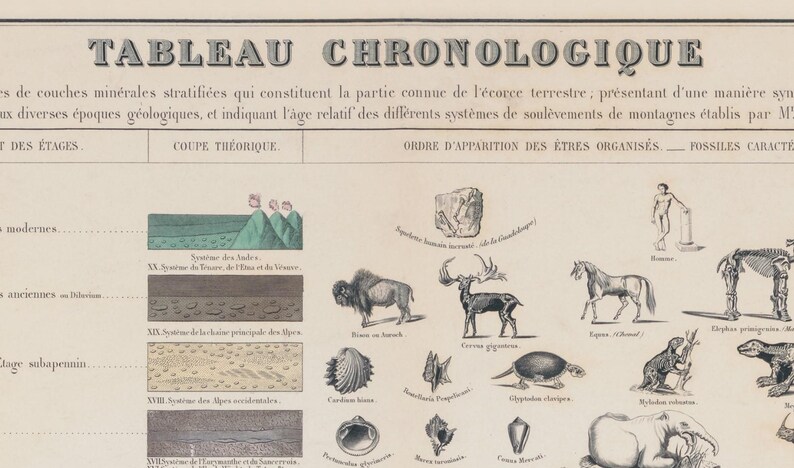 Vintage Fossil Chart Poster – Tableau Chronologique – Paleontology Wall ...