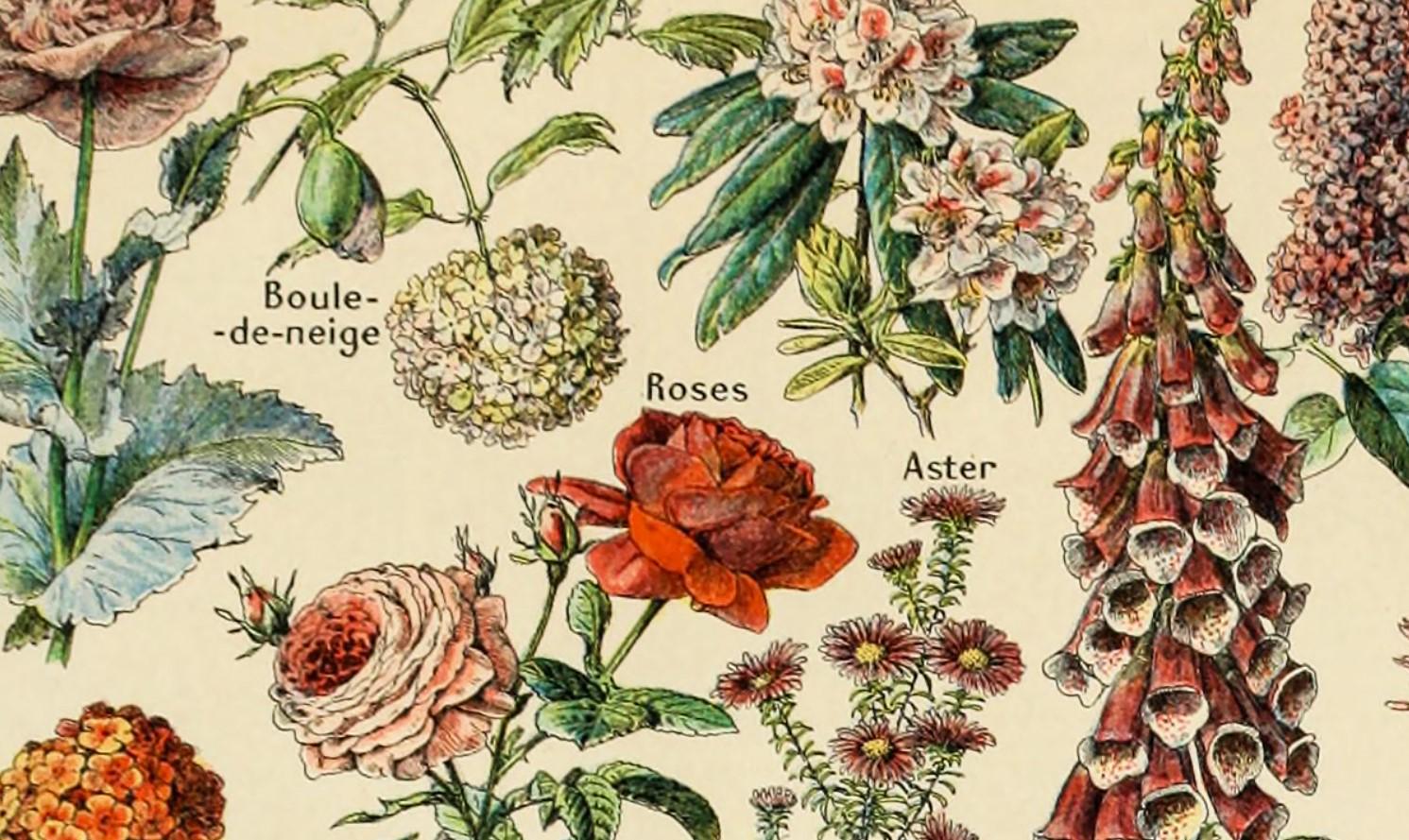 Vintage Flowers Botanical Chart Poster - Kitchen Wall Art - Adolphe ...