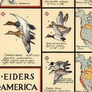 Vintage Duck Migration Map Poster – North America Bird Map – Antique ...