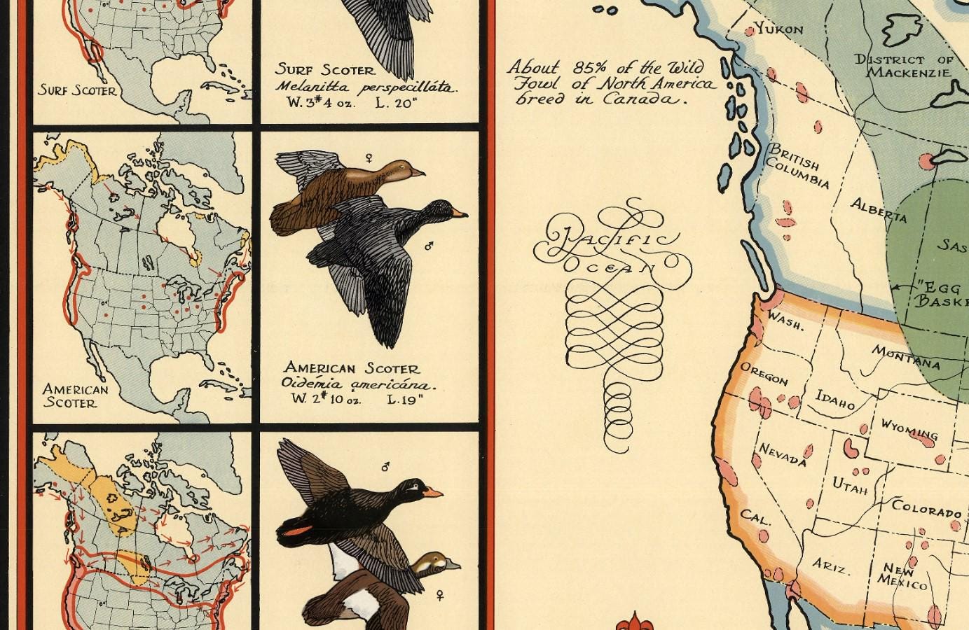 Vintage Duck Migration Map Poster – North America Bird Map – Antique ...