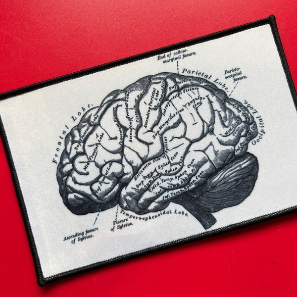 Anatomical Brain - Etsy