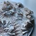 Septastrea - Etsy