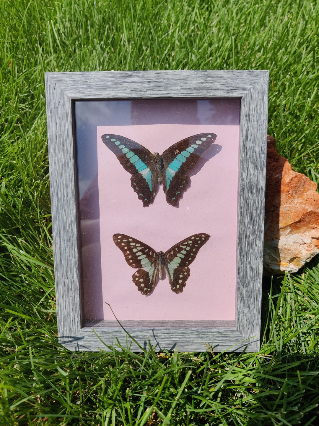 Preserved Real Butterflies Wall Art. Graphium Eurypylus and Graphium Sarpedon - Etsy