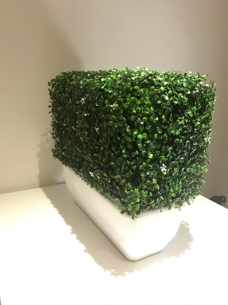 MINI HEDGE PLANTS - Etsy