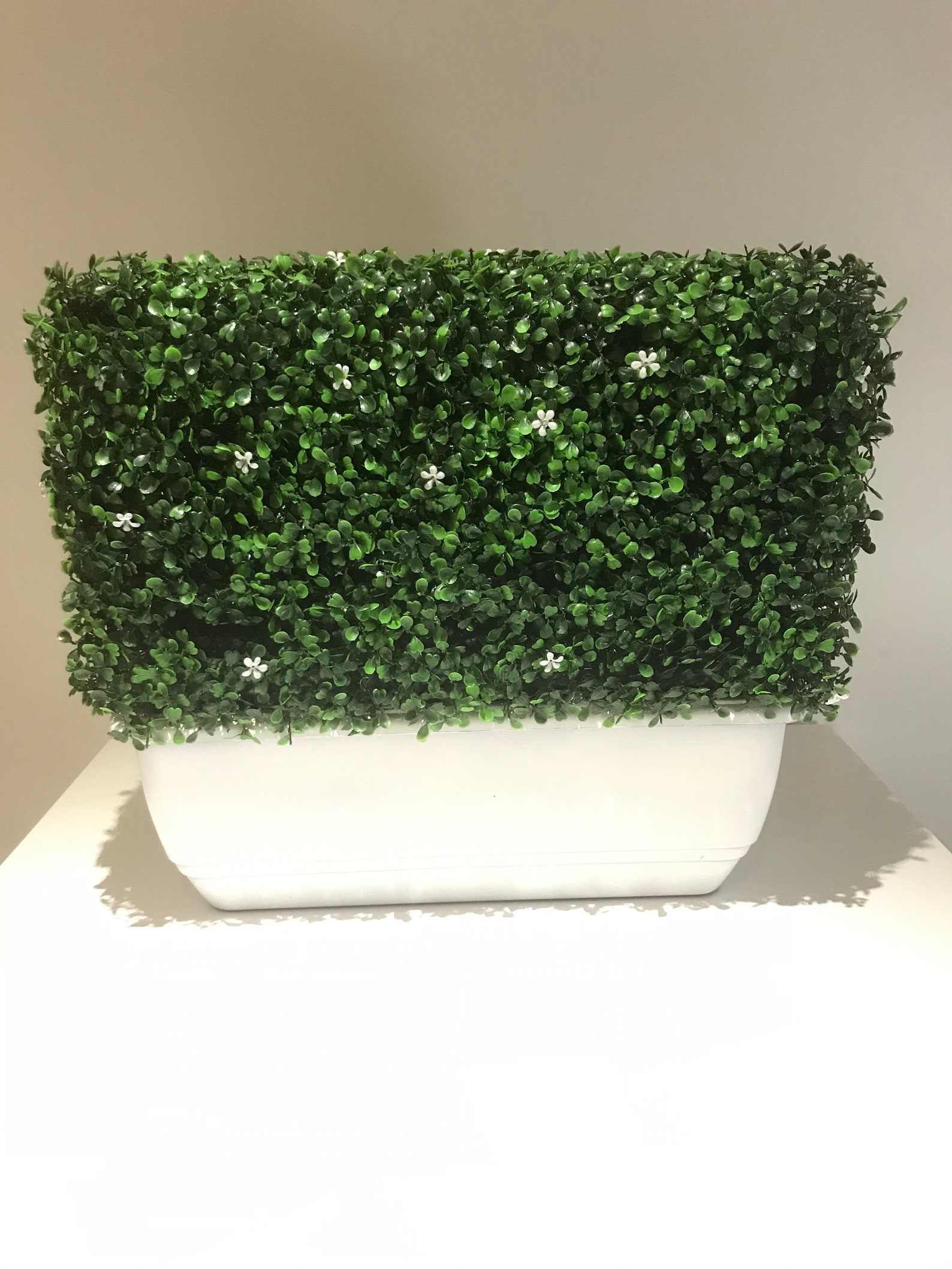 MINI HEDGE PLANTS - Etsy