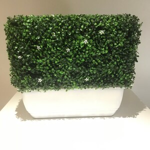 MINI HEDGE PLANTS - Etsy