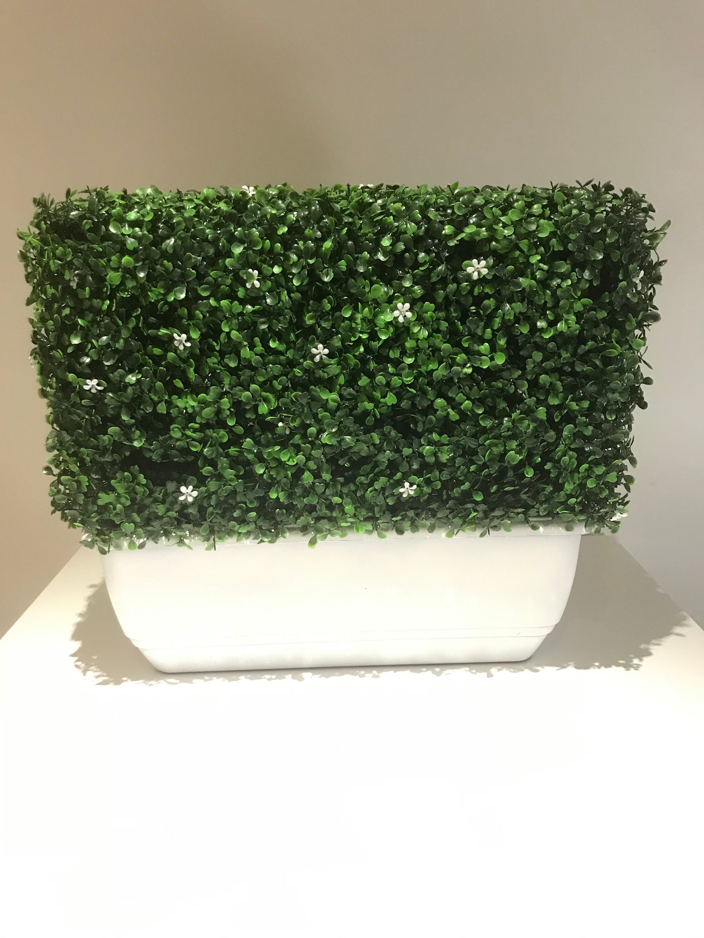 MINI HEDGE PLANTS - Etsy