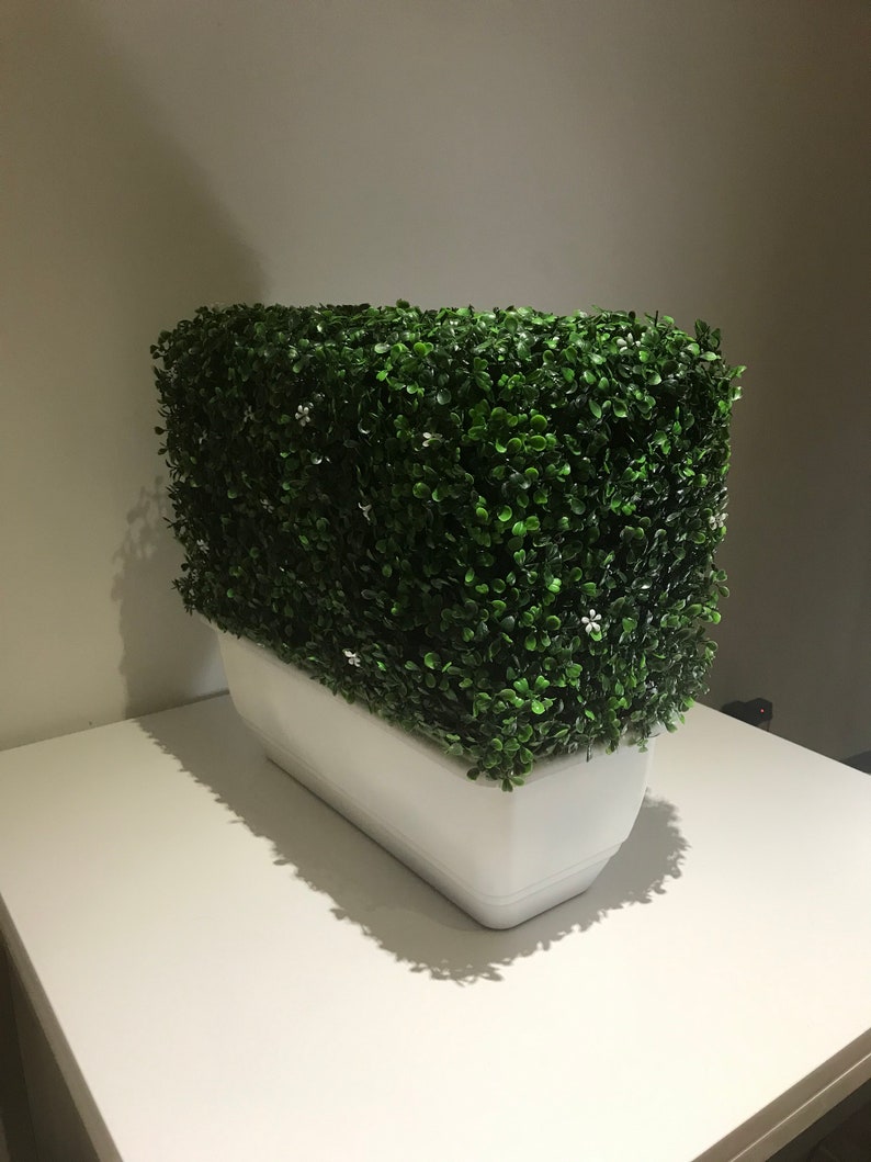 MINI HEDGE PLANTS - Etsy