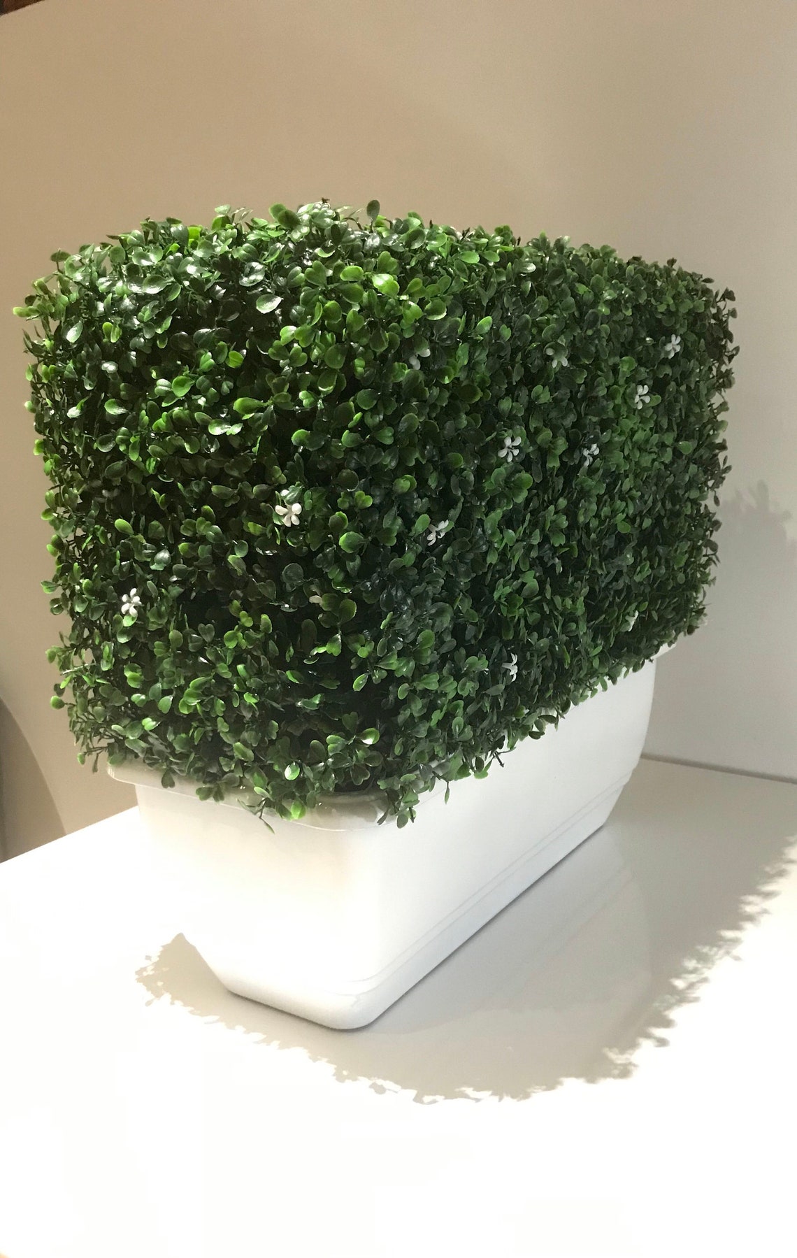 MINI HEDGE PLANTS - Etsy